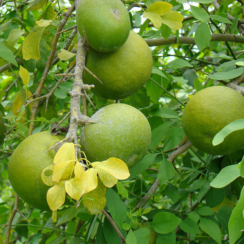 Bilva Bael Aegle marmelos Fruit Plants Trees Exotic Flora