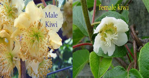 Kiwi fruit - Male Plants– Exotic Flora