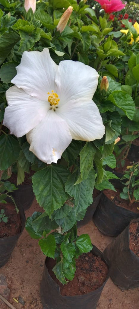 White Hibiscus Tree