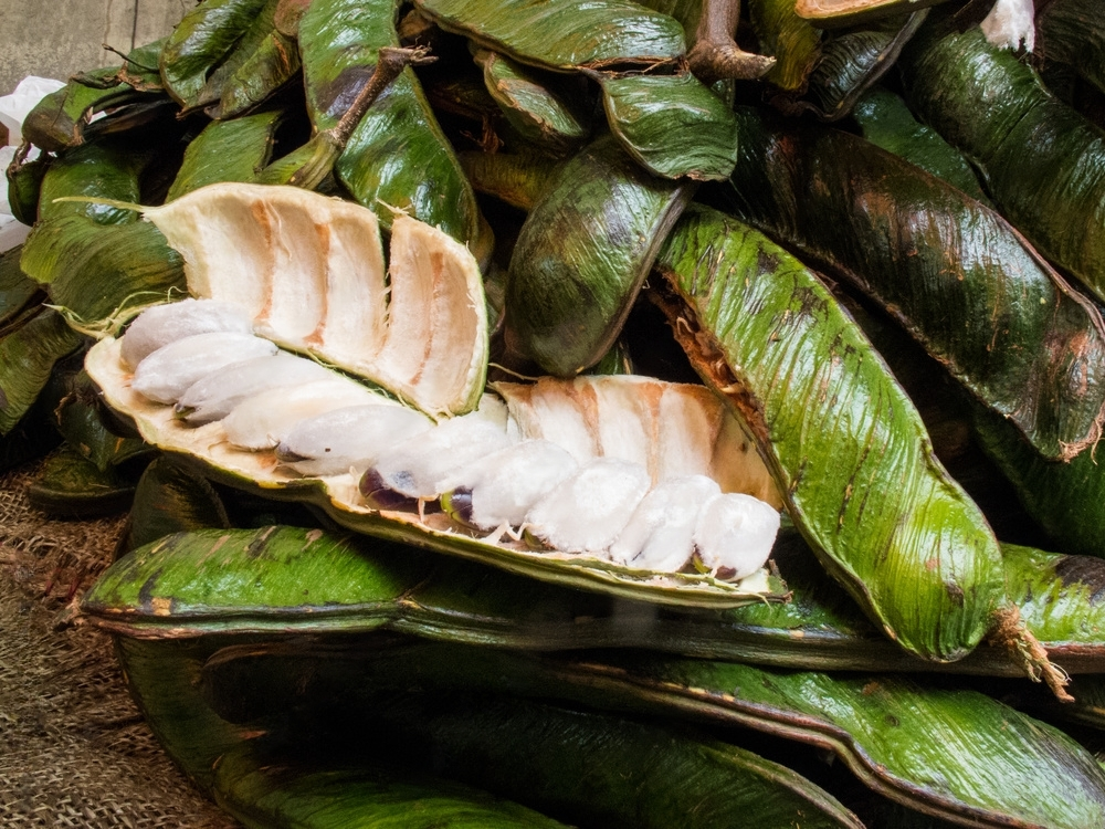 Ice cream bean - Fruit Plant & Tree– Exotic Flora