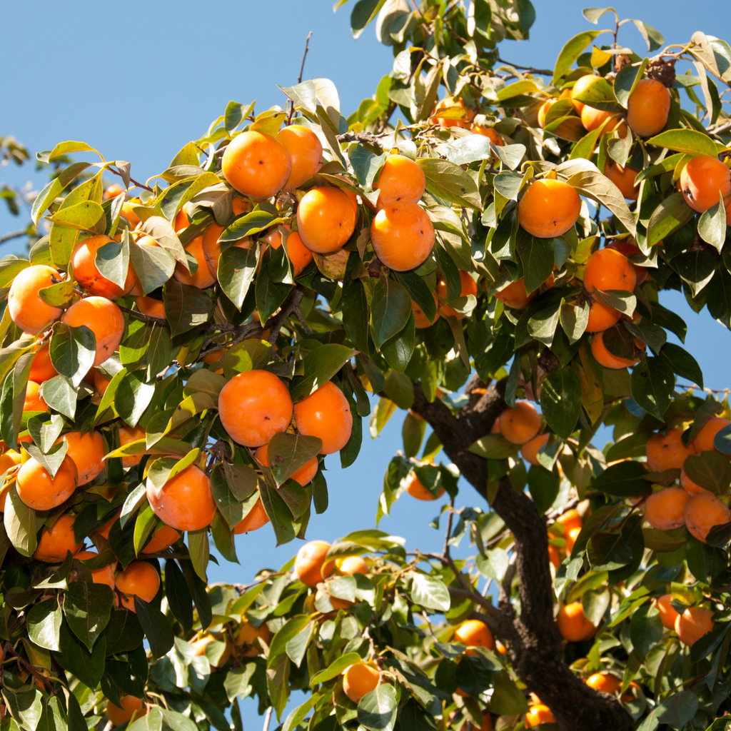 Persimmon Fruit Plant– Exotic Flora