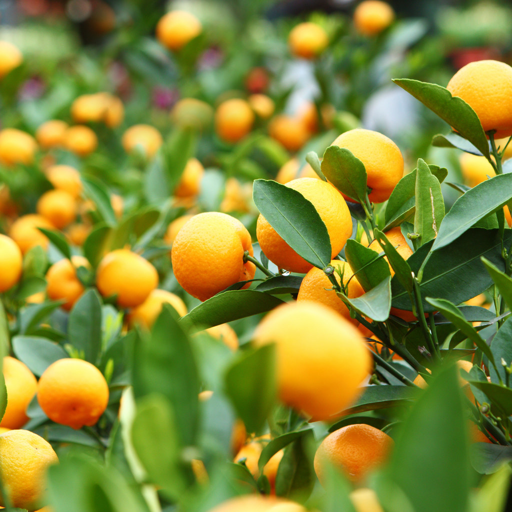 China orange - Fruits plant & Tree– Exotic Flora