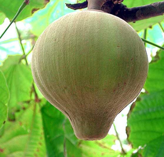 Chupa Chupa fruit (imported)– Exotic Flora