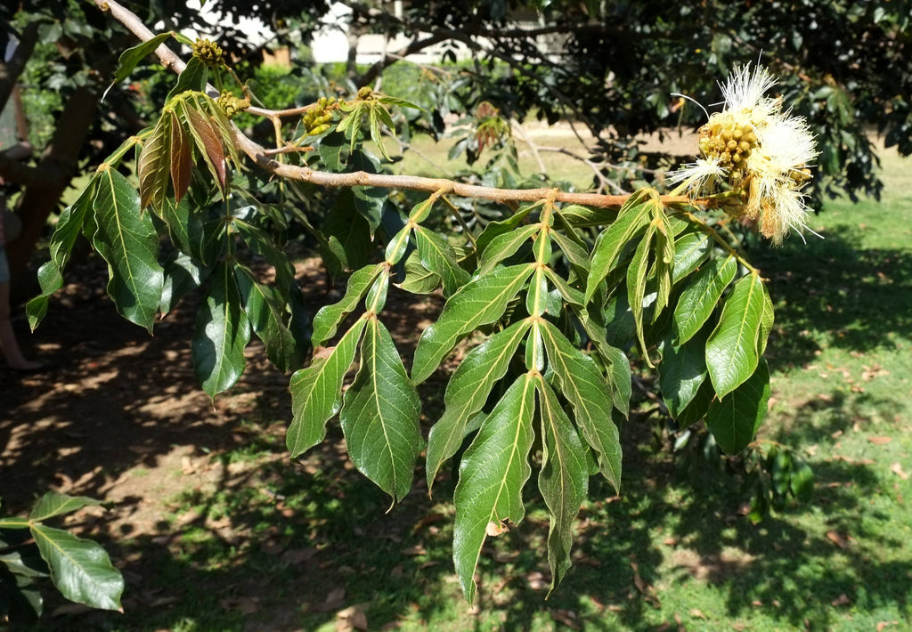 Ice cream bean - Fruit Plant & Tree– Exotic Flora