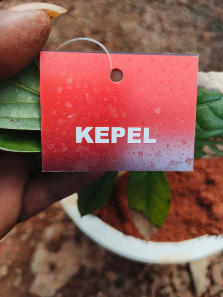 Kepel - Fruit Plants & Tree– Exotic Flora