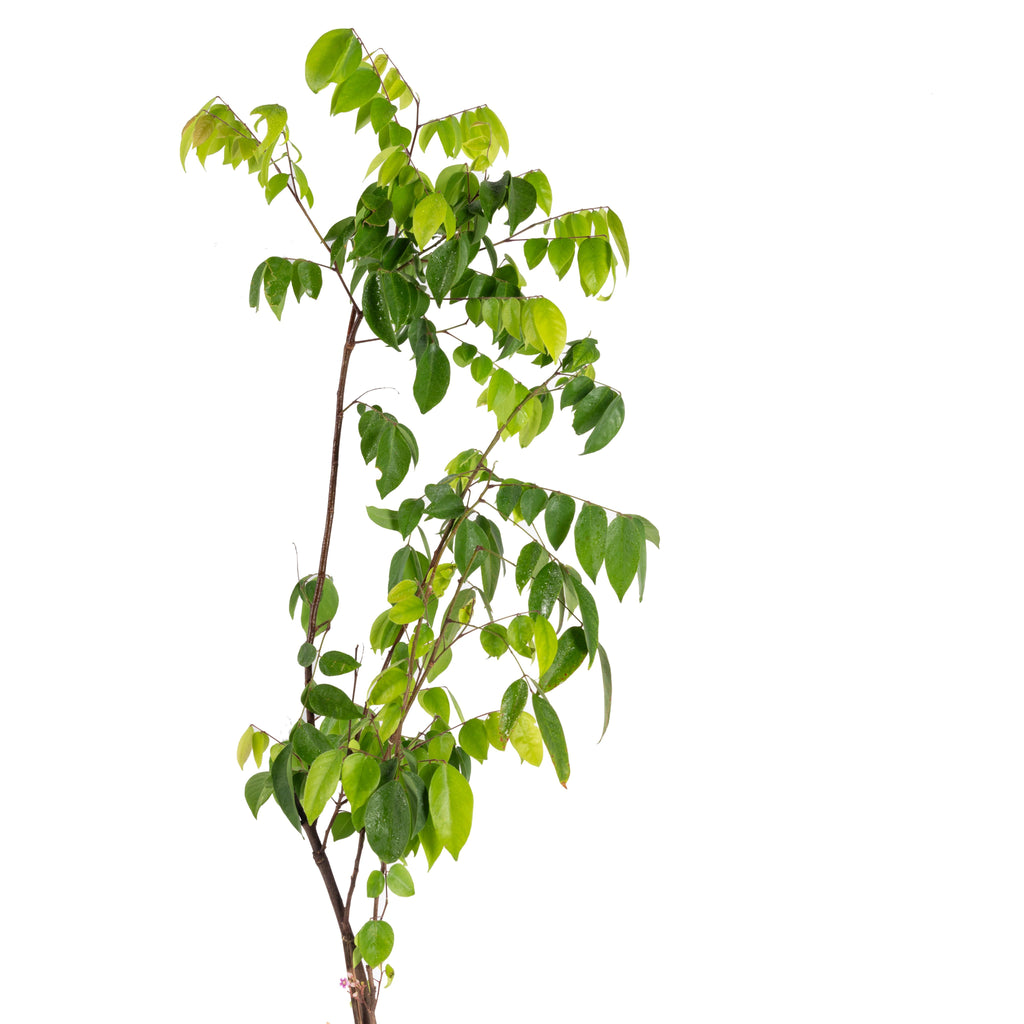 Star Fruit (Grafted)- Fruit Plants & Tree– Exotic Flora