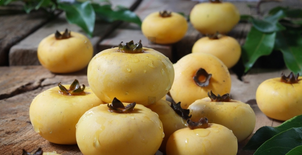 Gold fruit / Diospyros decandra - Fruits plant & Tree– Exotic Flora