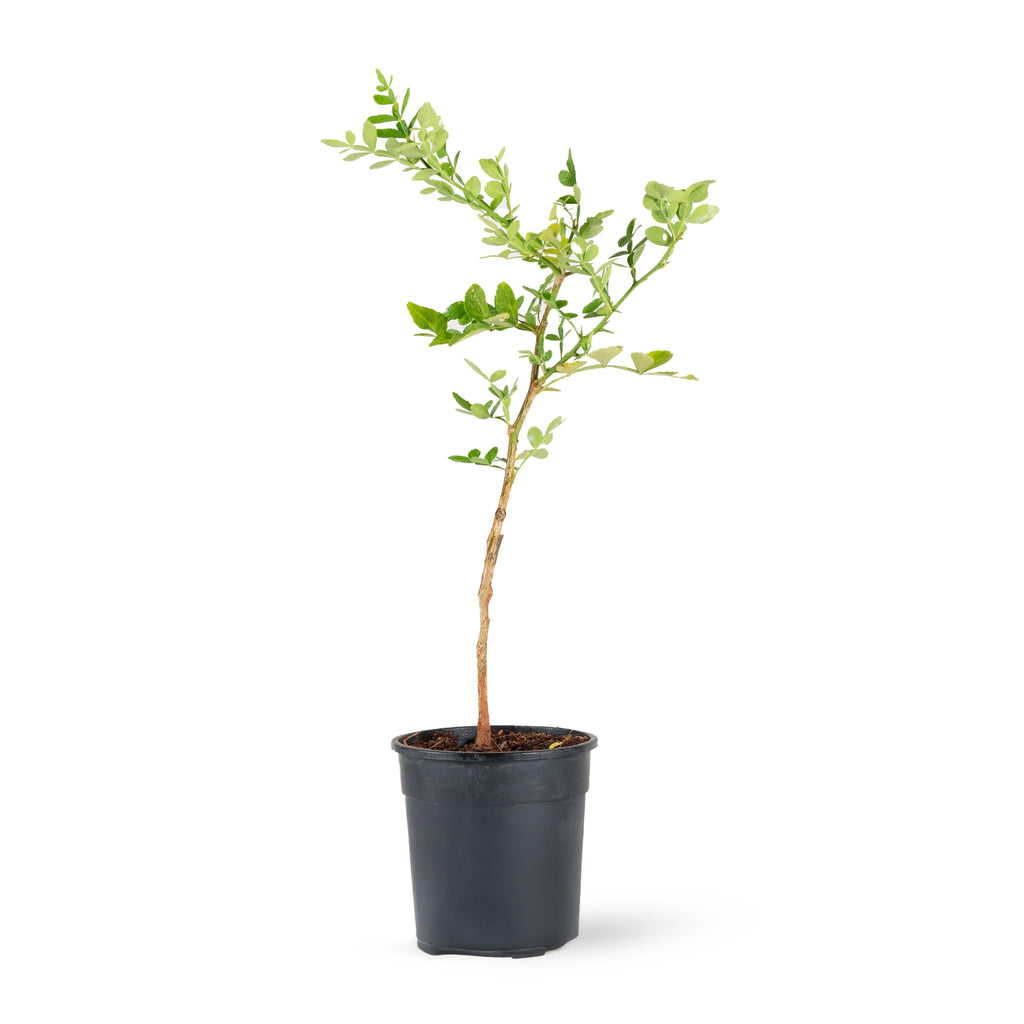 Maha/Akanda Bilva - Outdoor plant– Exotic Flora