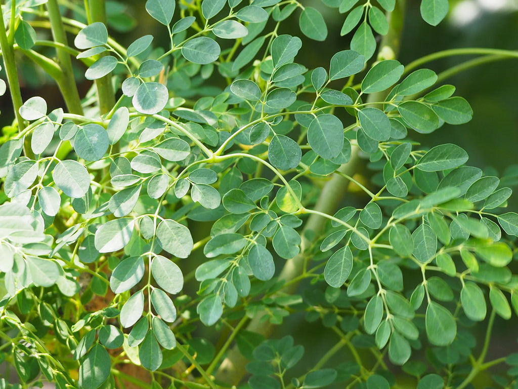 Moringa Plant - Medicinal Plant– Exotic Flora