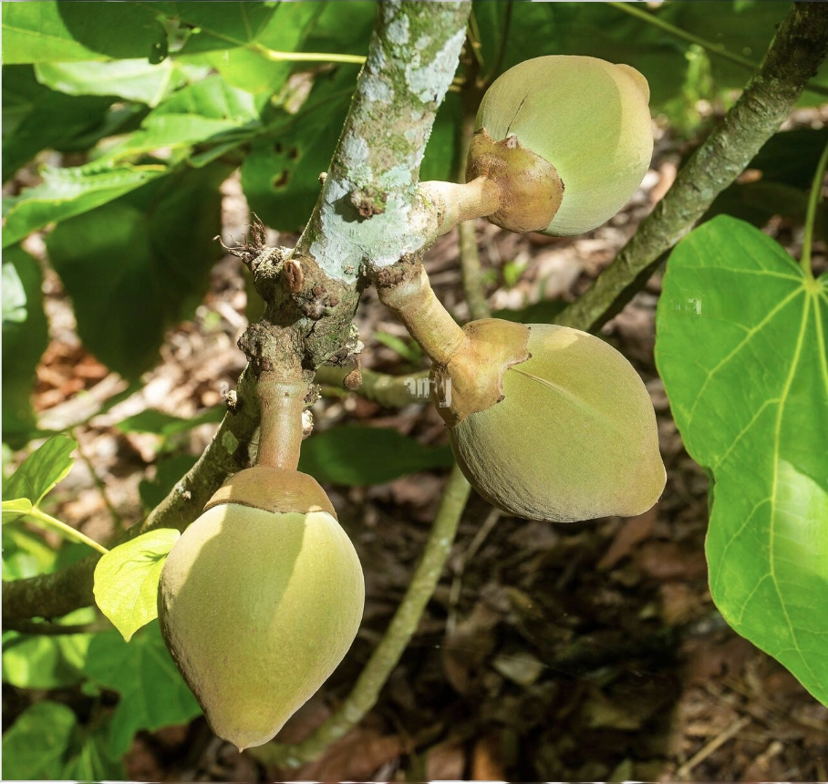 Chupa Chupa fruit (imported)– Exotic Flora