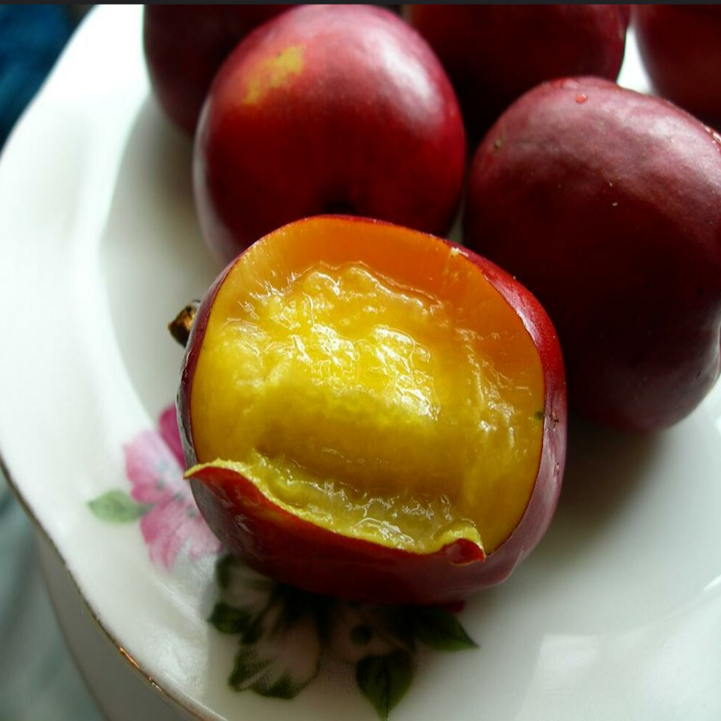 Governor Plum / Jamaican Plum– Exotic Flora
