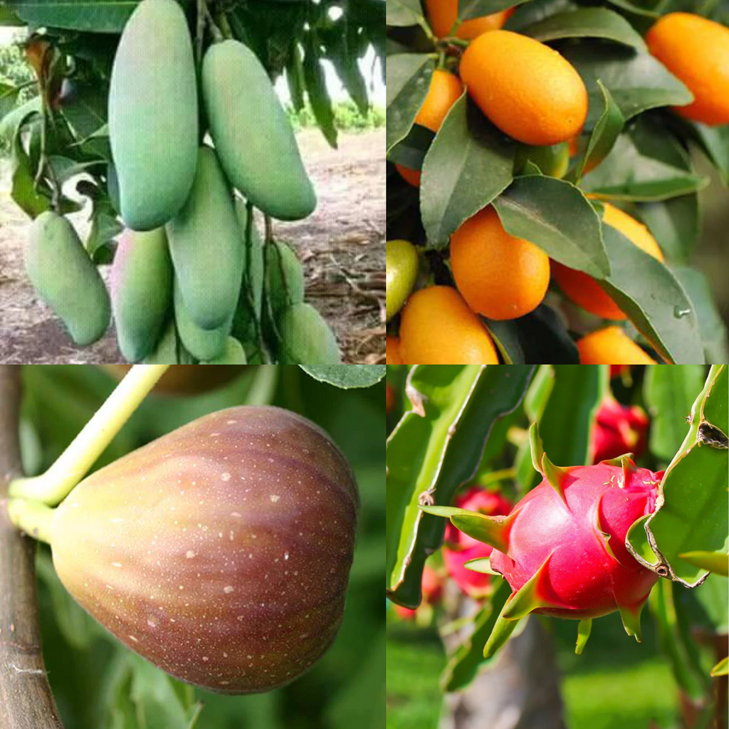 Set of 4 Best Fruit Plants for Terrace/Sunny Balcony– Exotic Flora