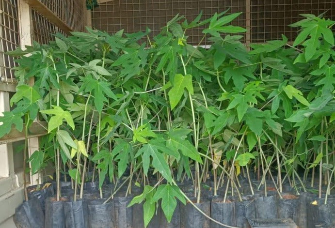 Thai Yellow Papaya - Fruits Plant & Tree– Exotic Flora