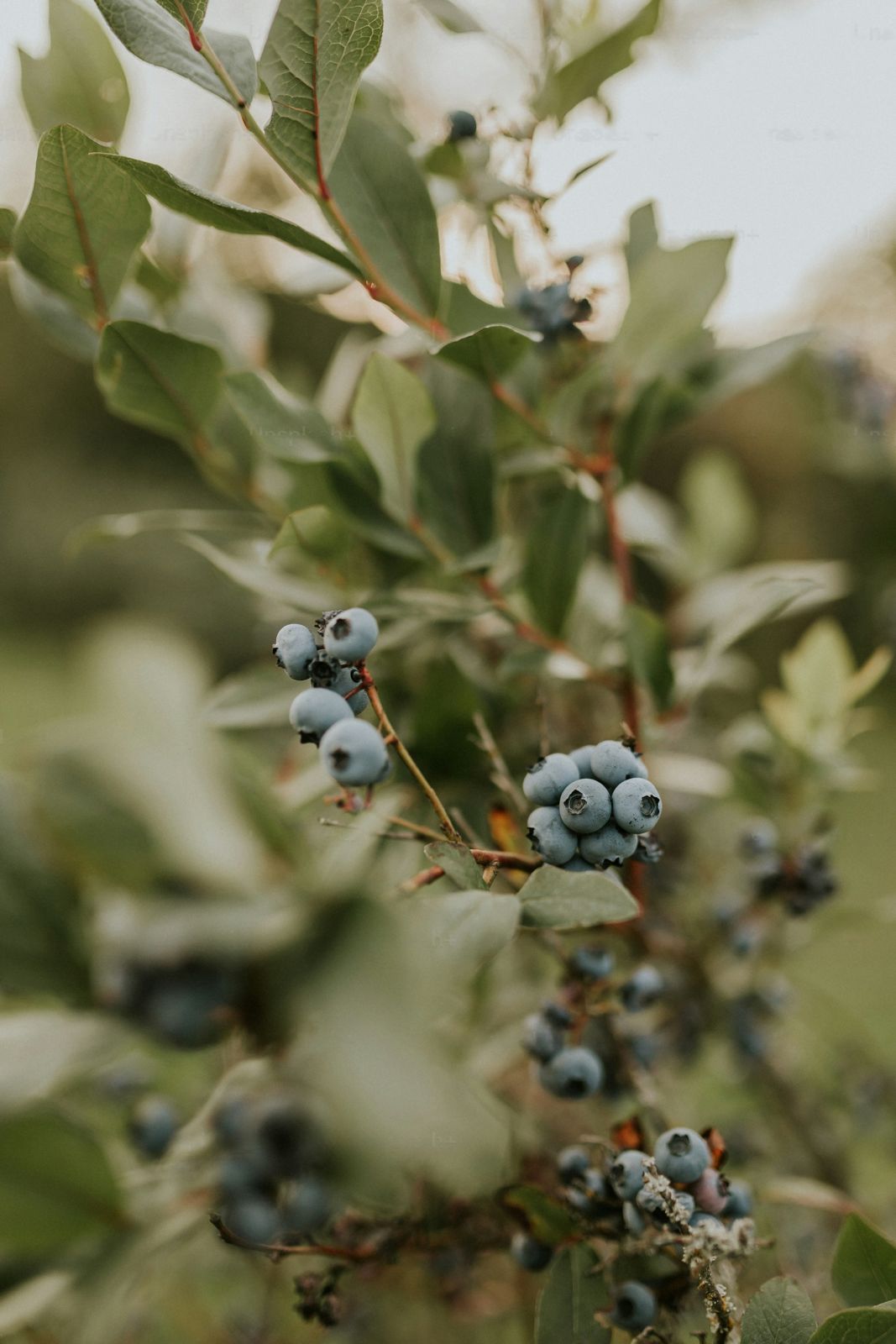Blue berry/Purple berry (Imported)-Fruit Plant & Tree– Exotic Flora