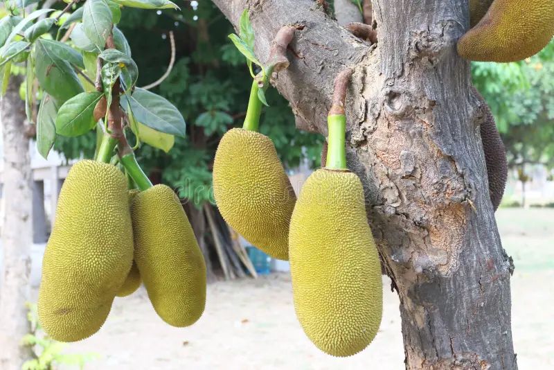 J-33 Kerala Jackfruit (Grafted)- Fruit Plants– Exotic Flora