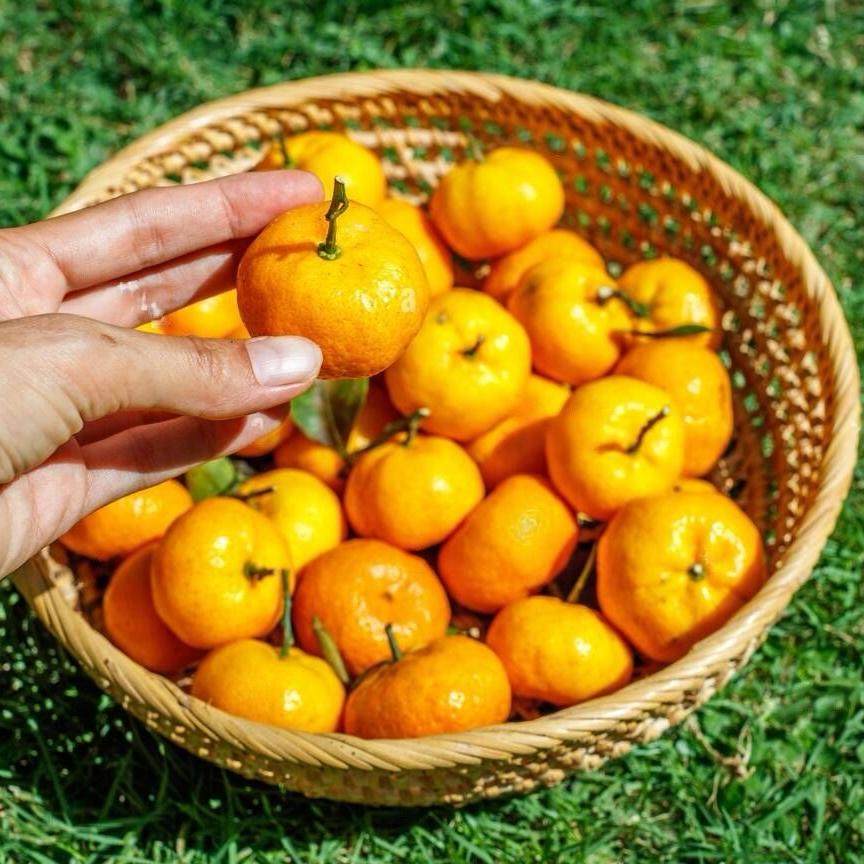 Sundrop - Fruit Plant & Tree– Exotic Flora