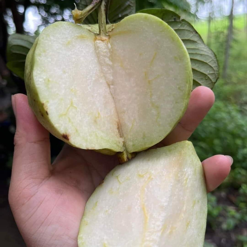 White Diamond Guava - Seedless Guava– Exotic Flora