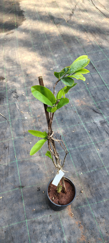 Custard Apple Balanagar (Grafted) - Fruit Plants & Tree– Exotic Flora
