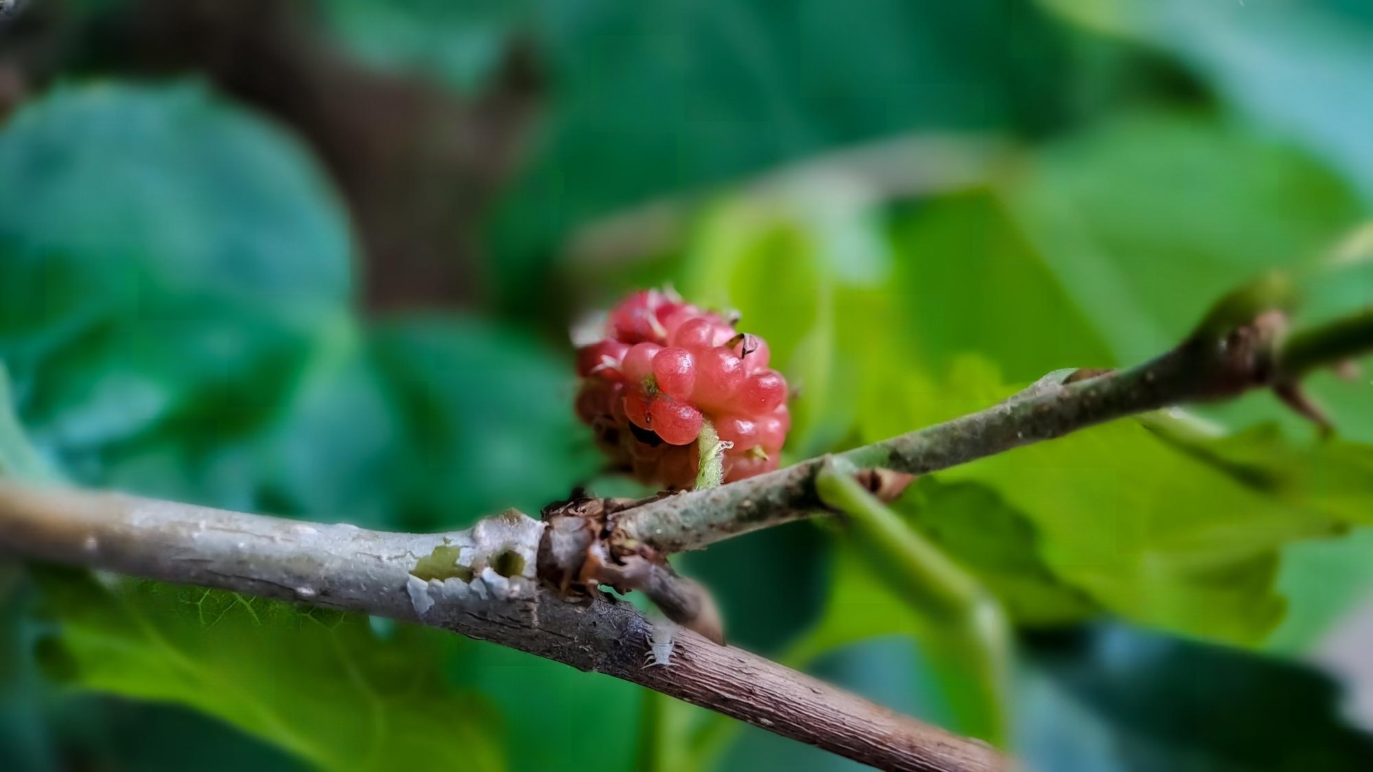Brazilian Mulberry - Fruits Plant & Tree– Exotic Flora