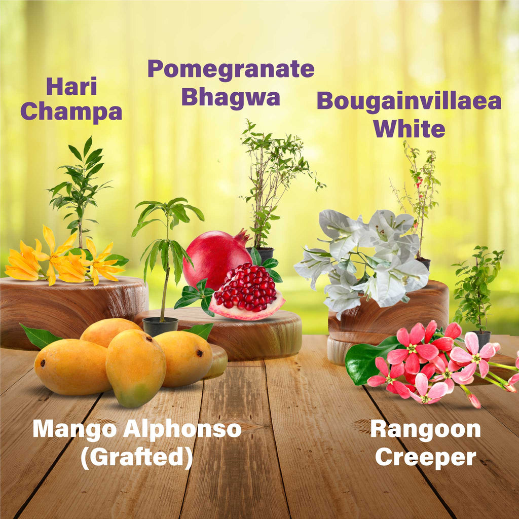 Set of 5 Perfect Combo for a Blooming Garden– Exotic Flora