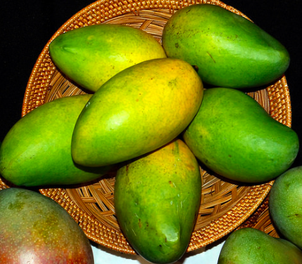 Lemon Zest Mango (Grafted) - Exotic Fruit Plants– Exotic Flora