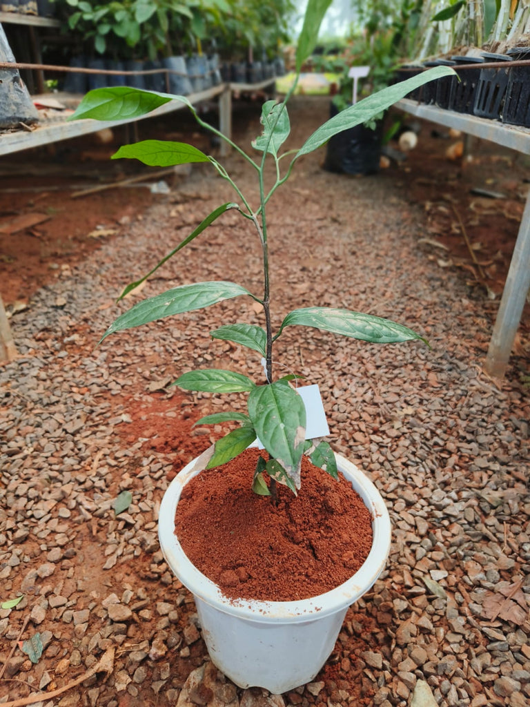 Kepel - Fruit Plants & Tree– Exotic Flora