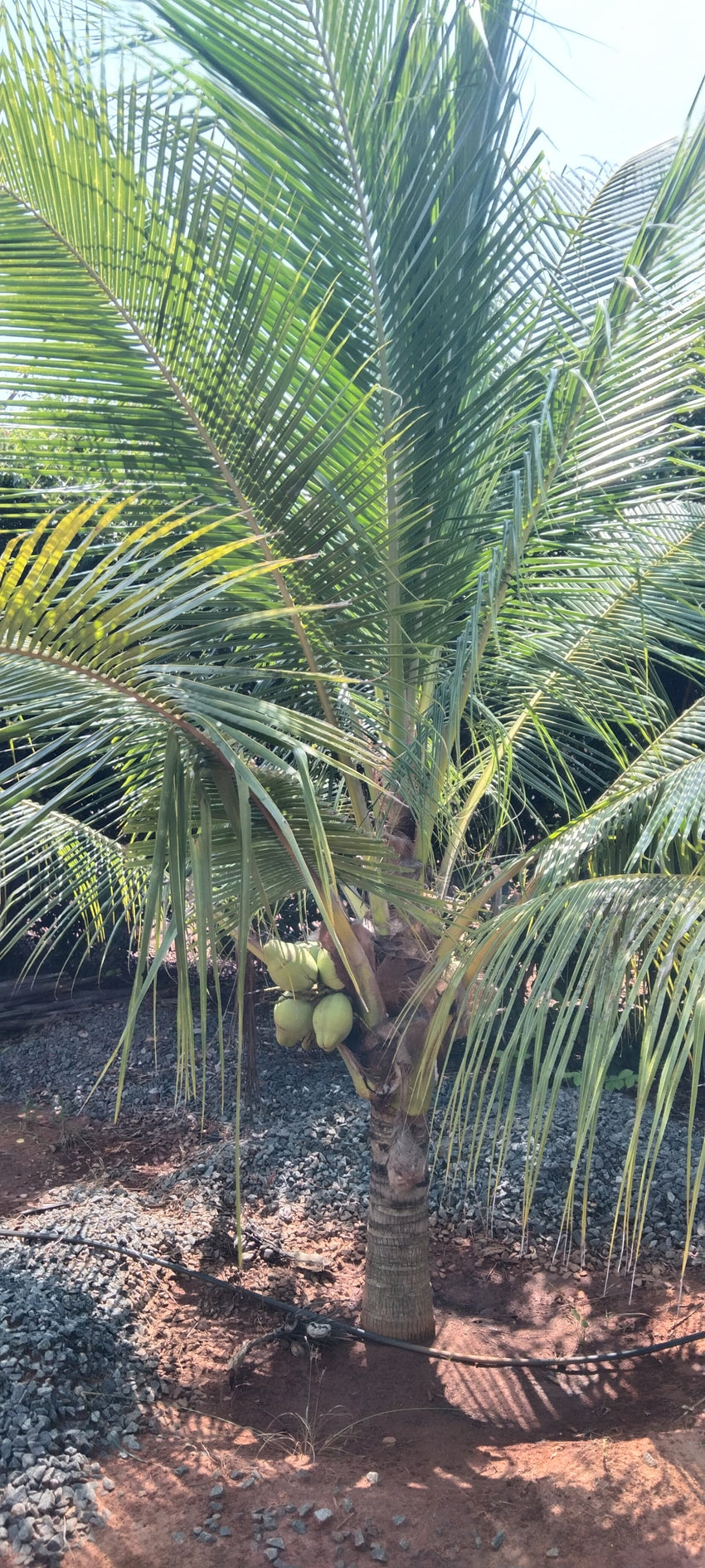 Malaysian coconut (dwarf) variety- Fruits plants & Tree– Exotic Flora