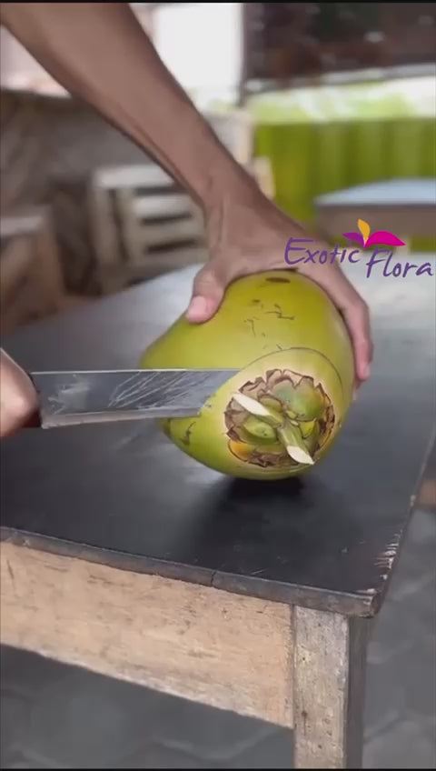 Thailand Pink Coconut - Fruit Plant & Tree – Exotic Flora