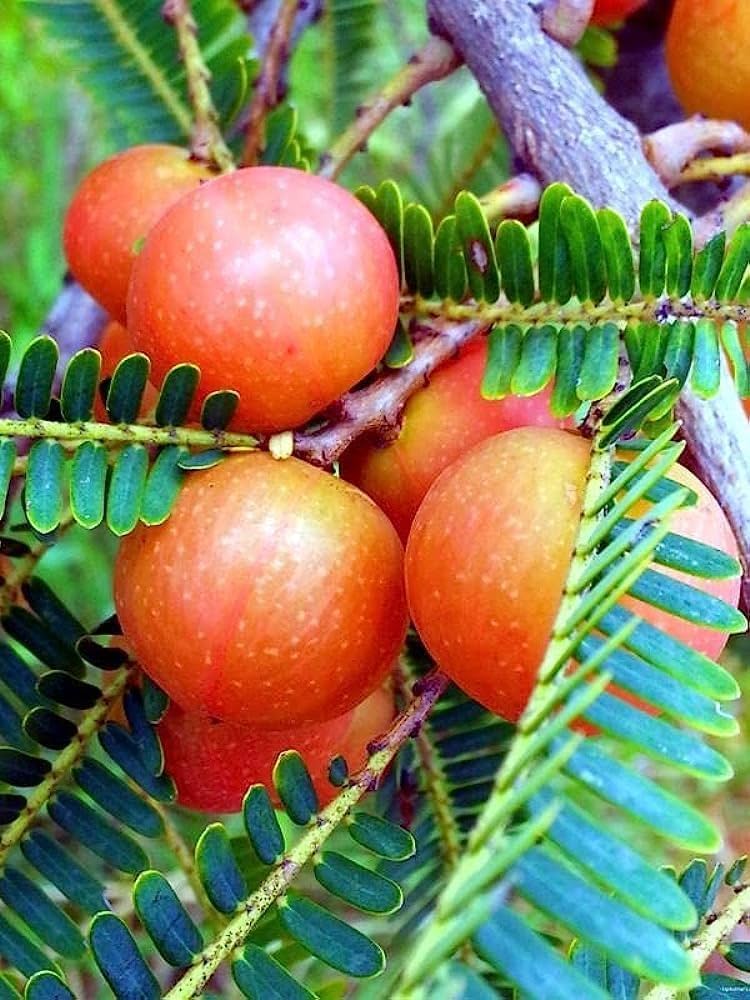 Red Amla (Grafted)- Fruit Plants– Exotic Flora