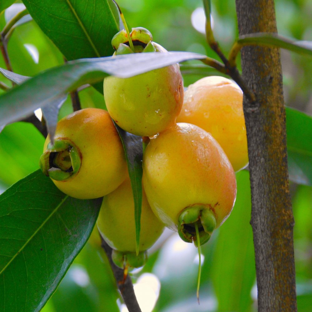 Rose Apple - Fruit Plant– Exotic Flora
