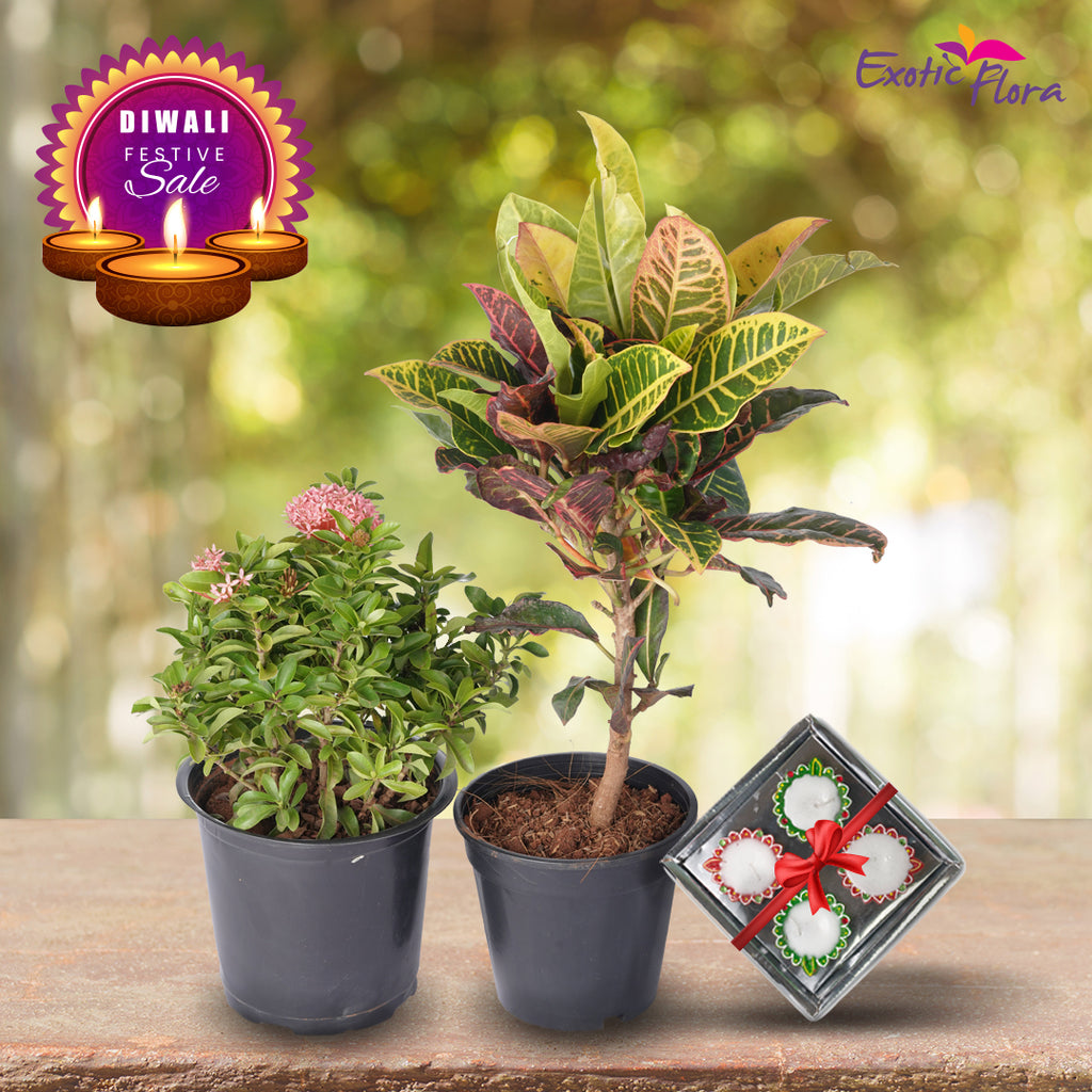 Diwali Plant Gifts - Ixora Pink Mini & Croton Plant With Clay Diyas ...