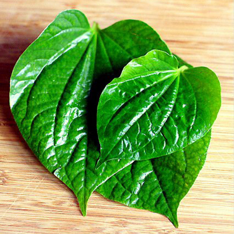 Maghai Paan/Betel Leaf - Medicinal & Aromatic Plants– Exotic Flora