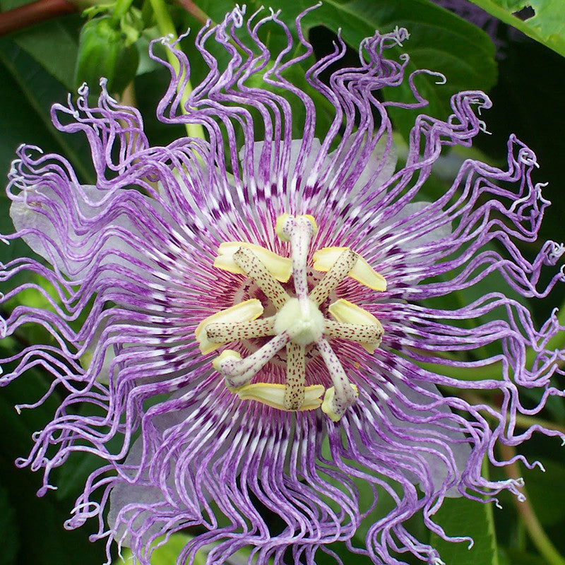 Passion Flower Purple - Creepers & Climbers– Exotic Flora