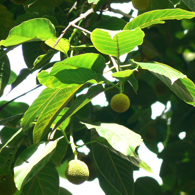 Kadamba - Big Size Plants– Exotic Flora