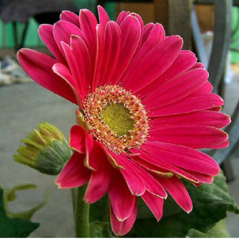 Gerbera Plant Dark pink - Top Bed Room– Exotic Flora