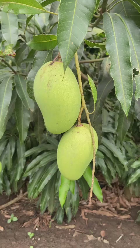 Catimon/Katimon Mango (Off-Season)-Fruits Plant & Tree – Exotic Flora
