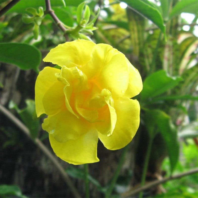 Allamanda Yellow Double - Creepers & Climbers– Exotic Flora