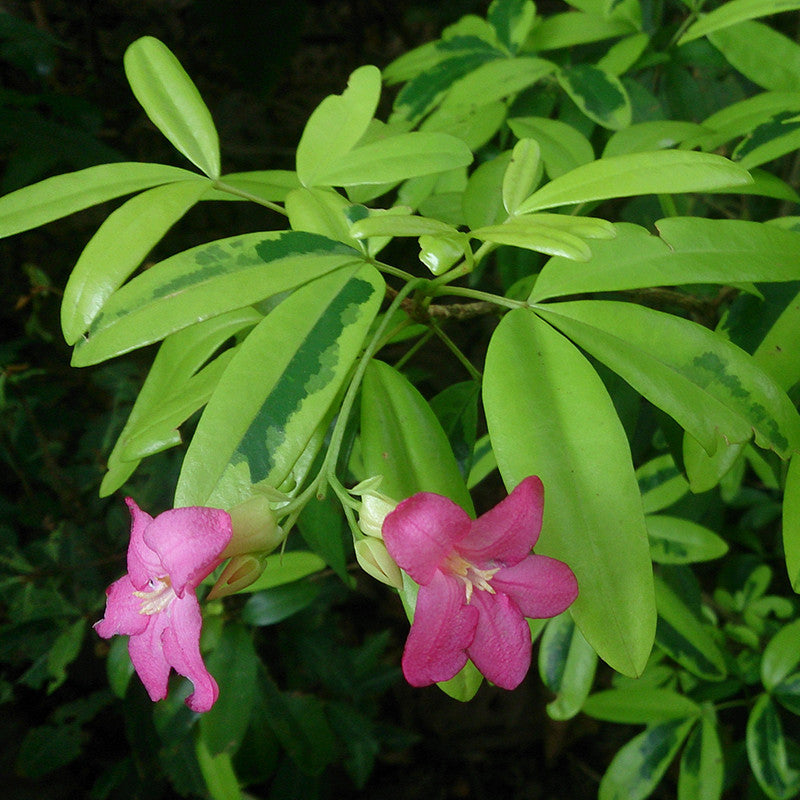 Ravenia spectabilis, Pink - Flowering Shrubs– Exotic Flora