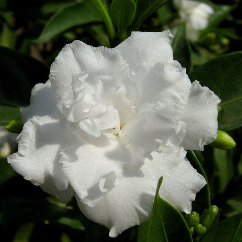 Buy Tagar Flower Online | Tagar Double Frills | Flowering Shrubs ...