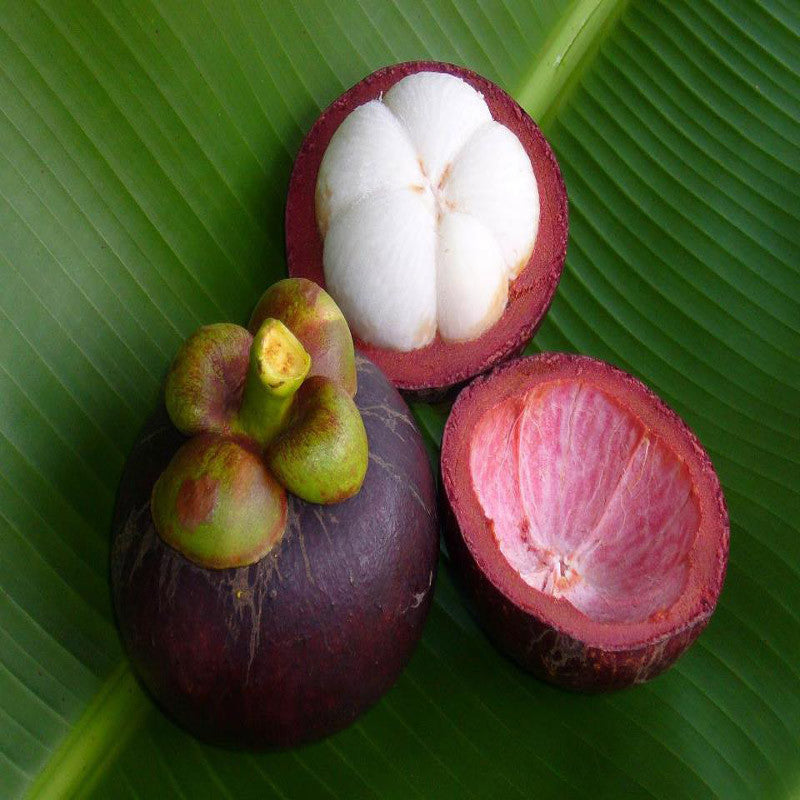 Mangosteen / Garcinia mangostana - Fruit Plants & Tree– Exotic Flora