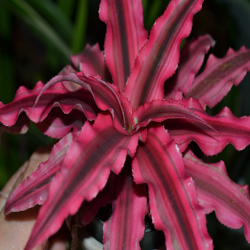 Cryptanthus Red - Indoor Plants– Exotic Flora