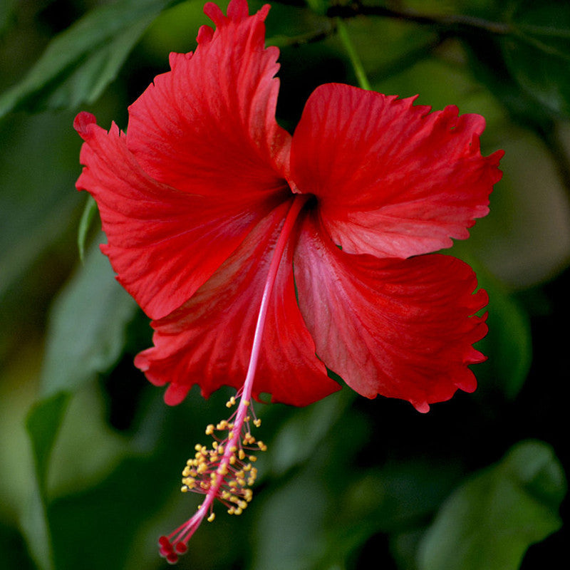 Hibiscus Red Desi - Flowering Plants– Exotic Flora