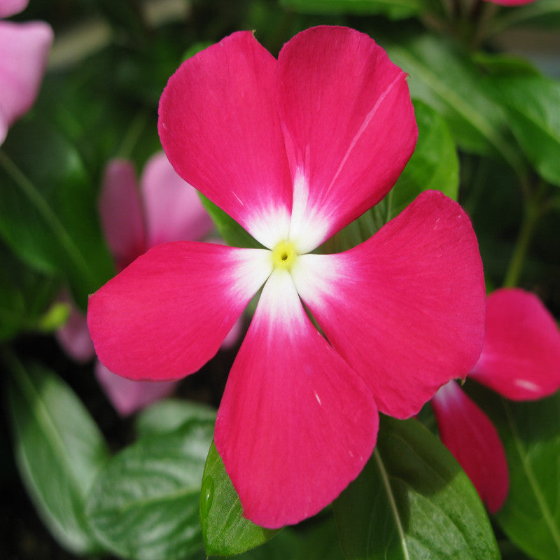 Periwinkle Pink- SEASONALS– Exotic Flora