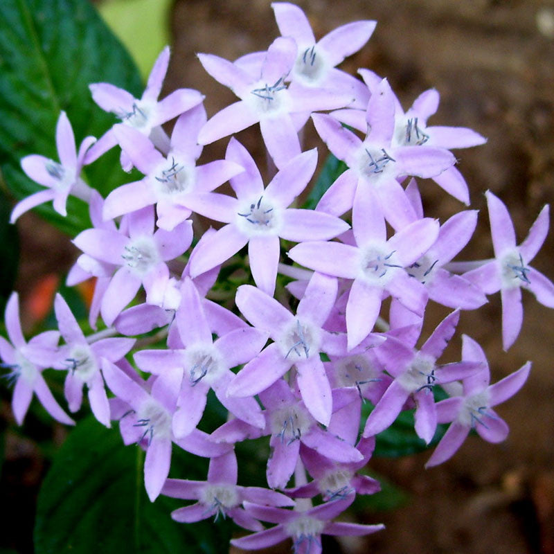 Pentas Violet - Flowering Plants– Exotic Flora