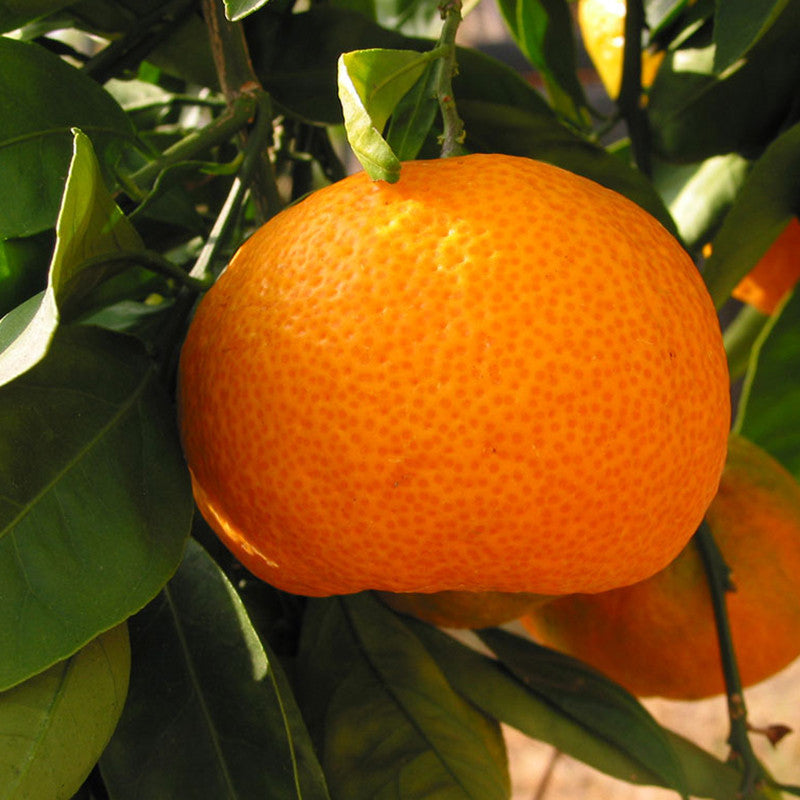 Orange-Kinnow(Grafted)- Fruit Plants & Tree– Exotic Flora