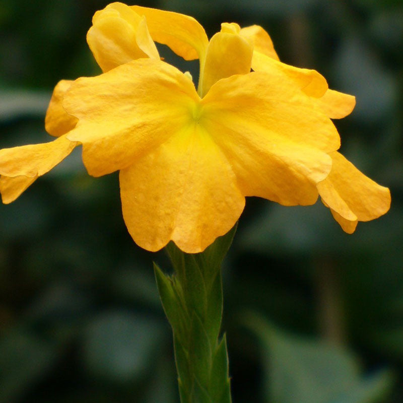 Crossandra Yellow - Flowering Plants– Exotic Flora