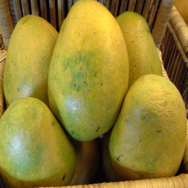 Mango Himayat(Grafted)- Fruit Plants & Tree– Exotic Flora