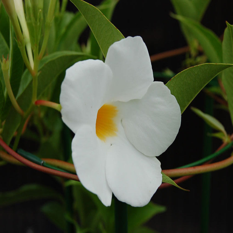 Mandevilla White Single - Creepers & Climbers– Exotic Flora