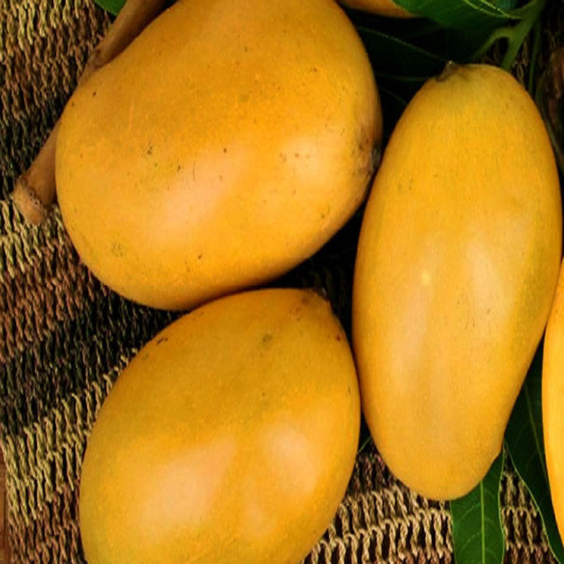 Mango Mallika(Grafted)- Fruit Plants & Tree– Exotic Flora