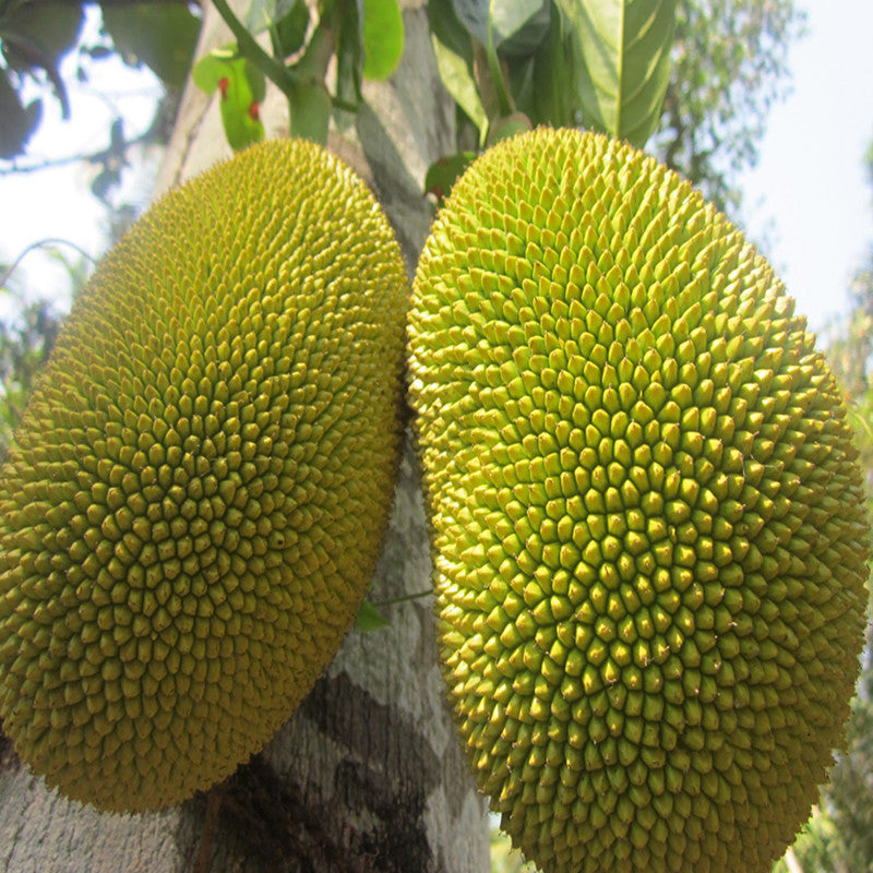 Jack fruit-Honey Panasa(Grafted) - Fruit Plants & Tree– Exotic Flora